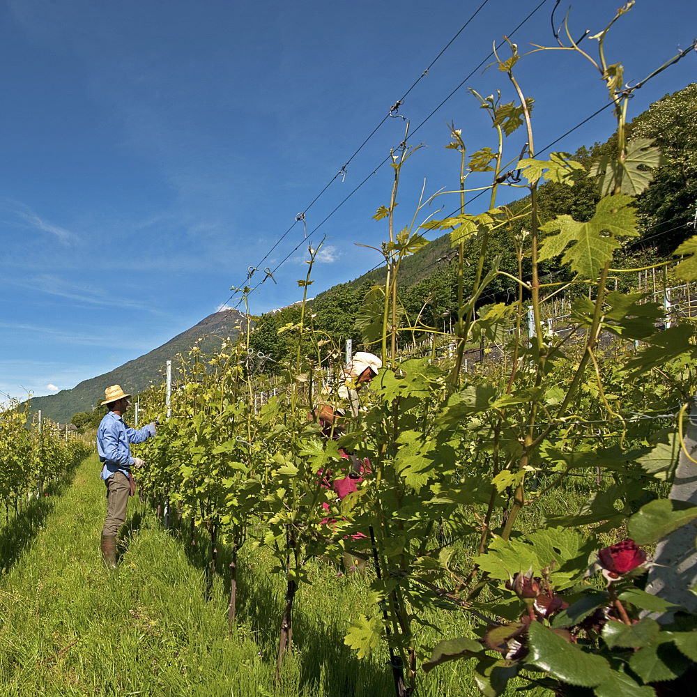 Mamete Special Edition - Enoteca La Specola